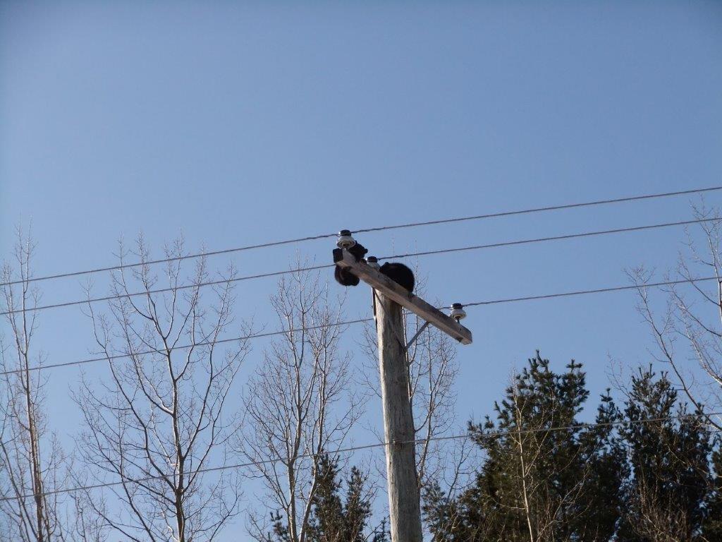 Bears thriving a decade after rescue by NB Power employees - Énergie NB ...